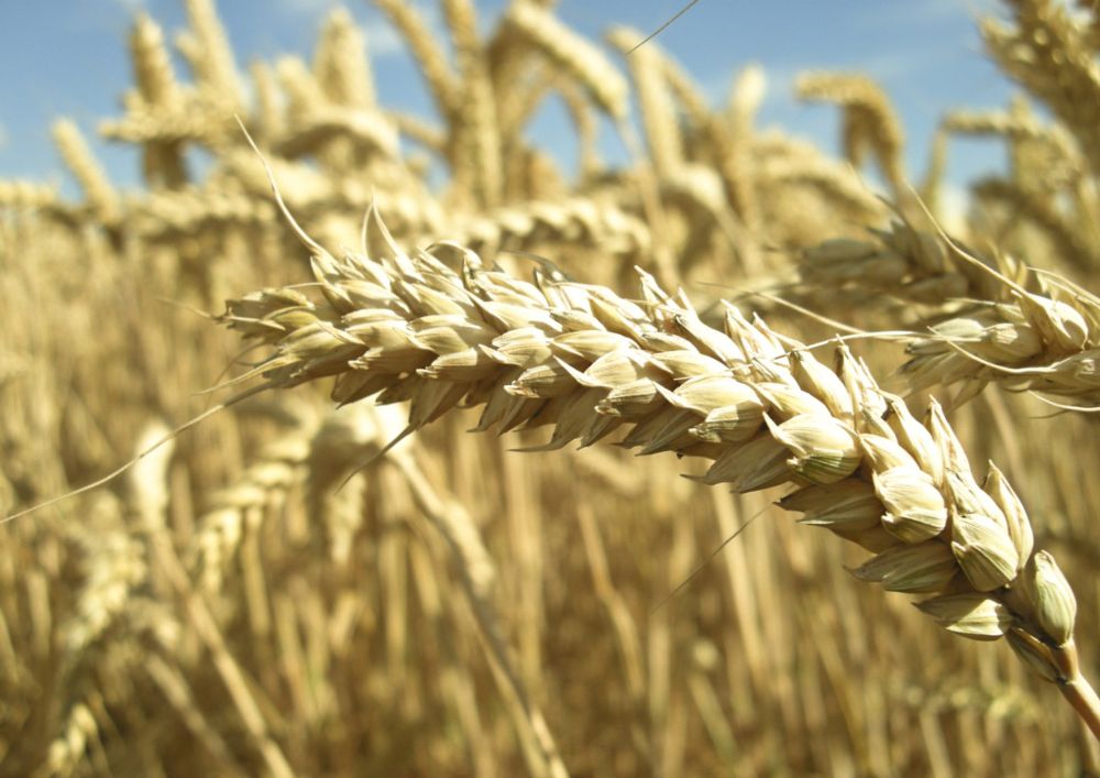 Wheat futures reach 13-month high