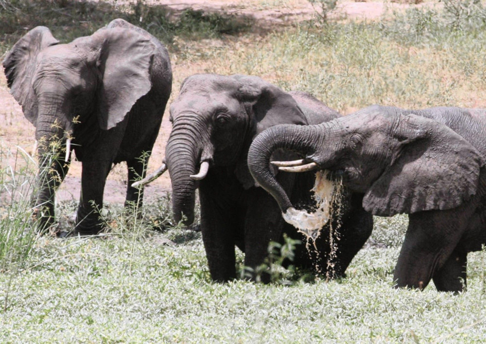 Wildlife conflict peaks in KZN after rangers kill five migrating elephants that posed a danger ...