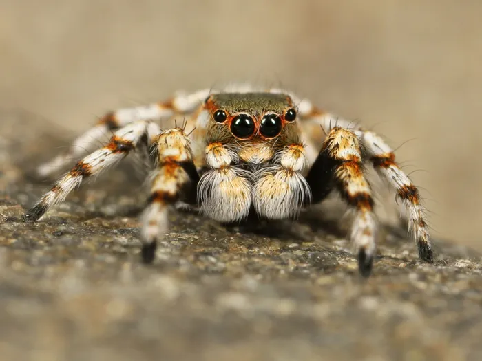 Suitcase with 22 live tarantulas abandoned at German airport