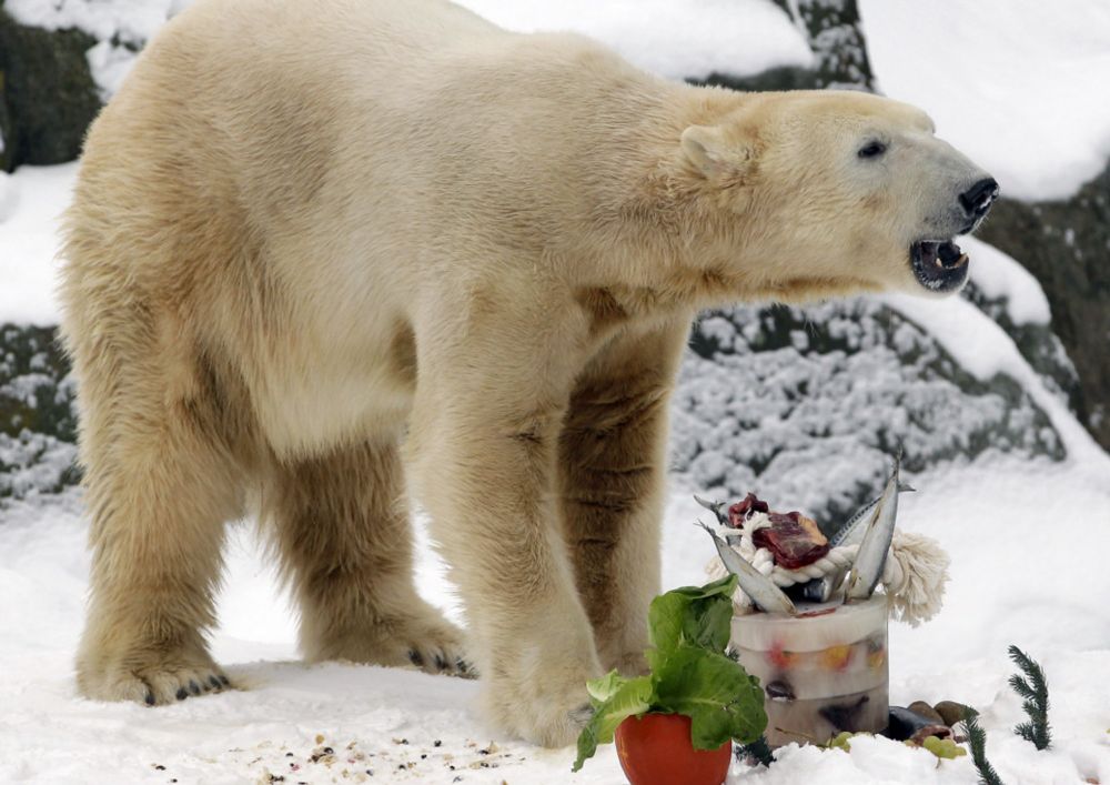 Knut celebrates fourth year in style