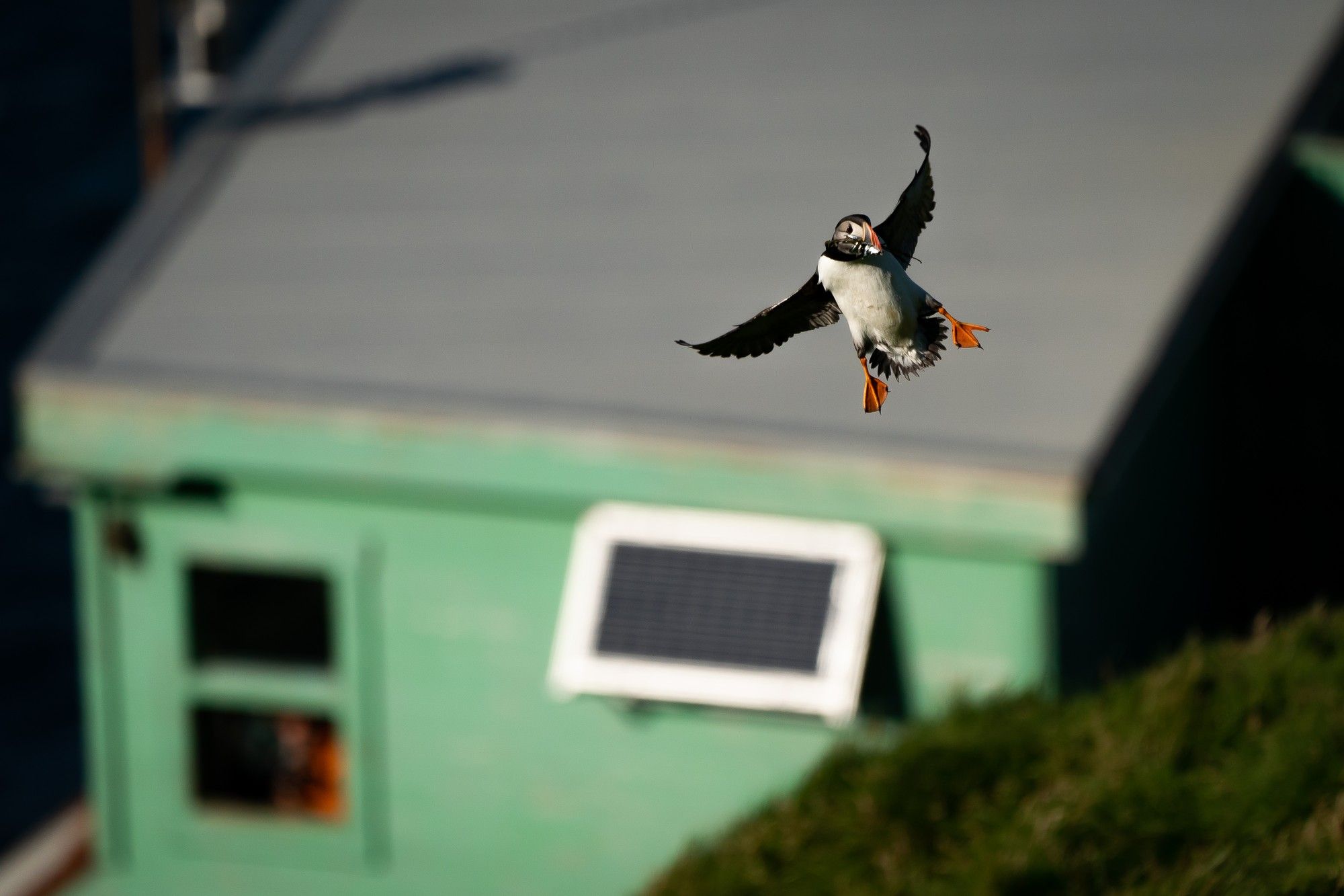 LOOK: This is why Icelanders throw puffins off cliffs