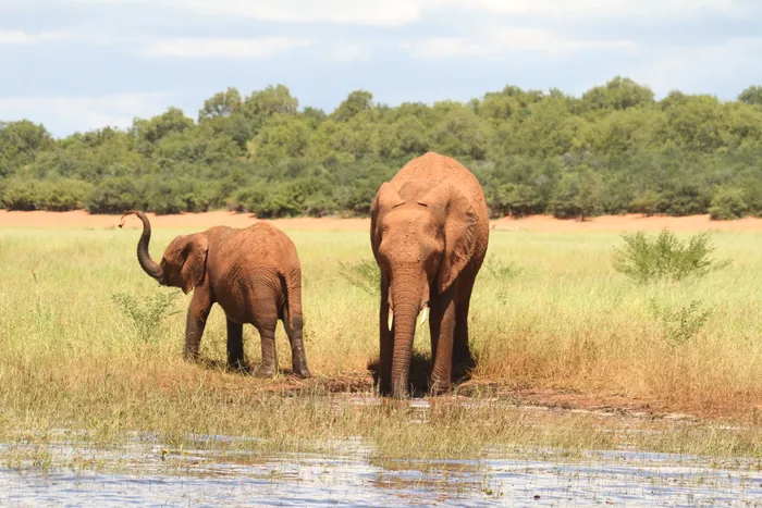 Poachers nabbed, elephant tusks recovered in Kruger National Park operation