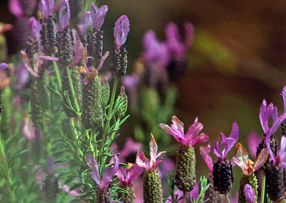 Lavender in the kitchen