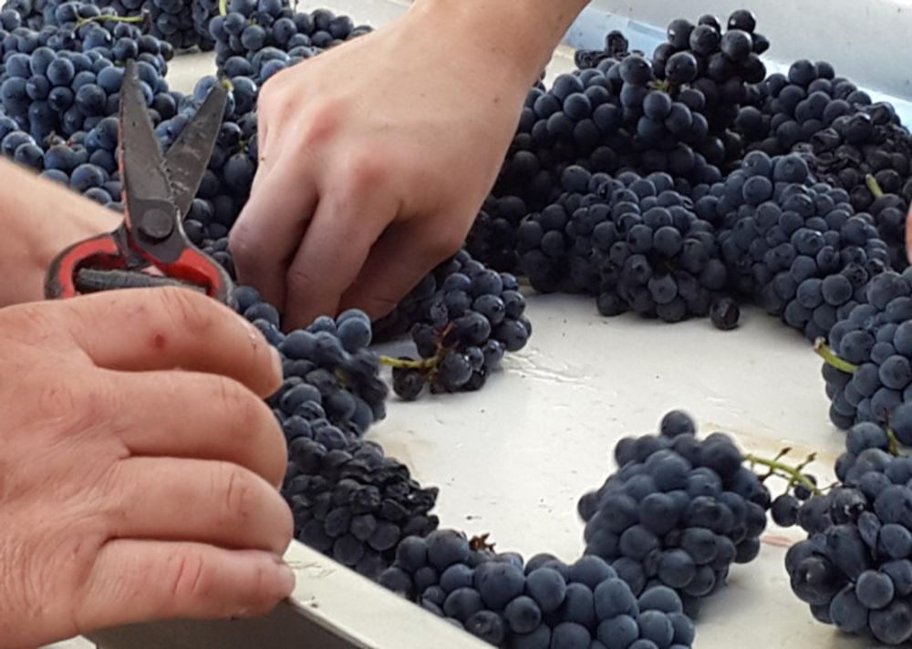 Try merlot for a long weekend