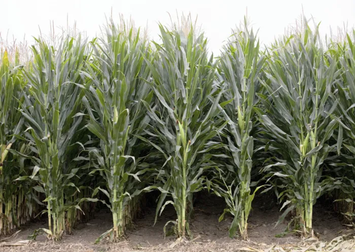 SA maize output forecast raised