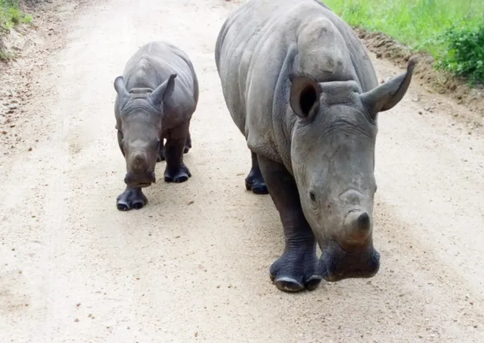 Orphan rhino celebrates first birthday