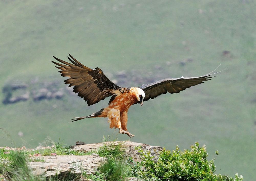 Ezemvelo KZN Wildlife wins European funding for its Maloti-Drakensberg ...