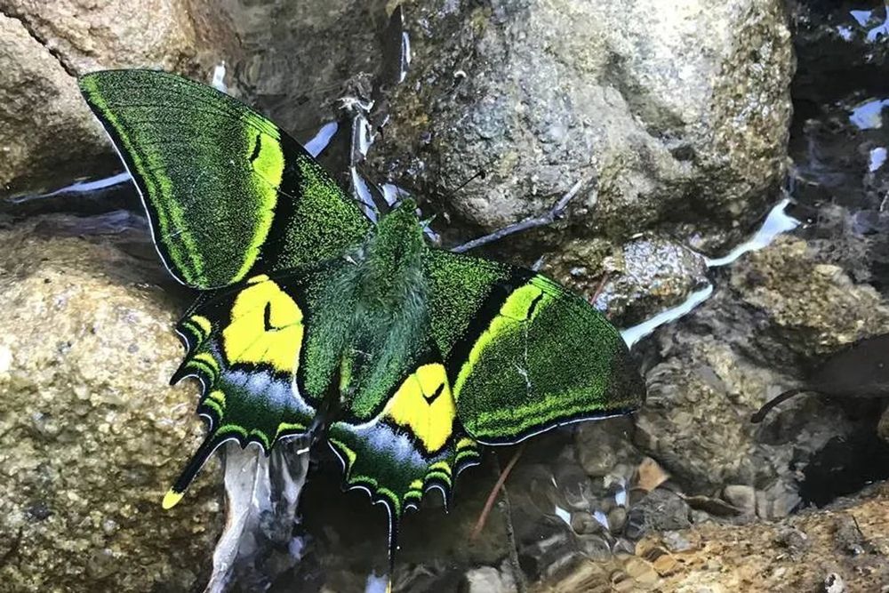 Extremely rare golden Kaiser-i-Hind butterflies spotted at nature ...