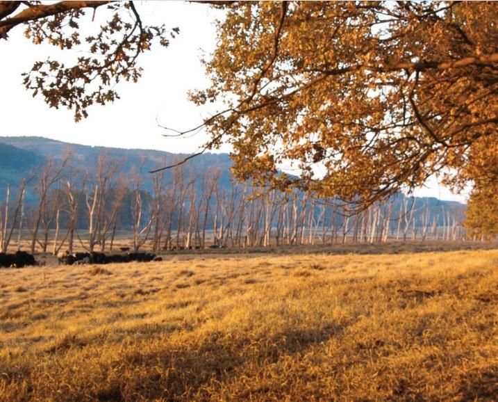 New iNkonjane Nature Reserve established in KwaZulu-Natal to protect ...