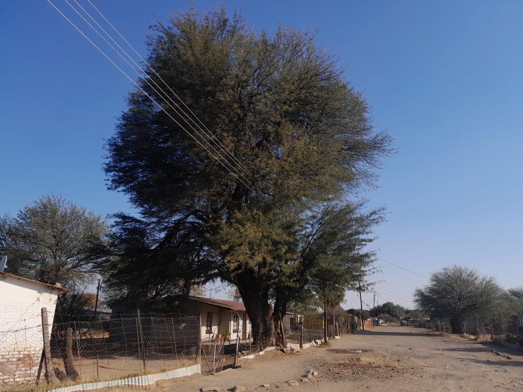 Hazardous tree threatens home