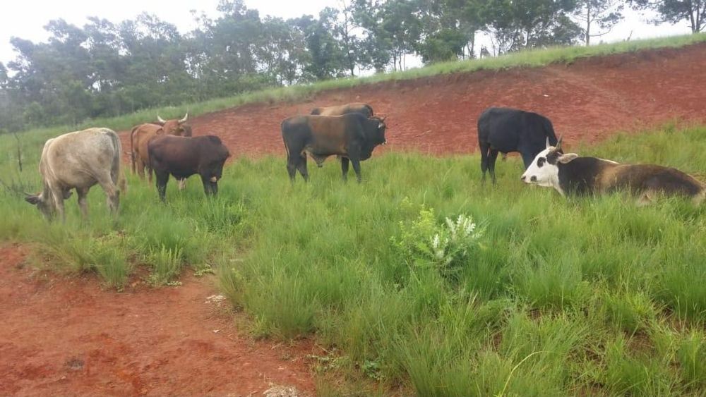 Police recover nearly 100 stolen livestock in KZN over festive season