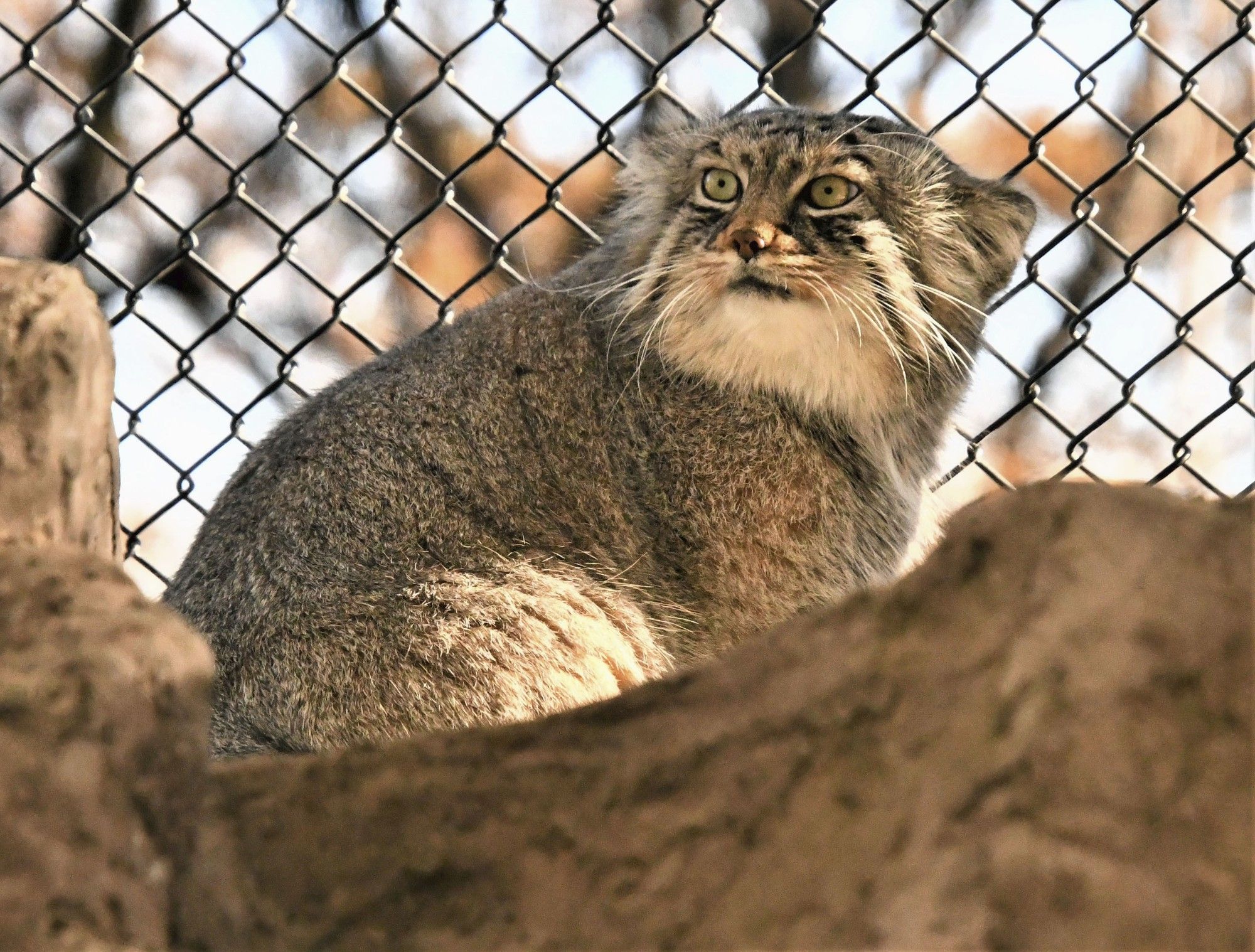 WATCH: Scientists discover rare species of ' Grumpy Cat' on Mount Everest