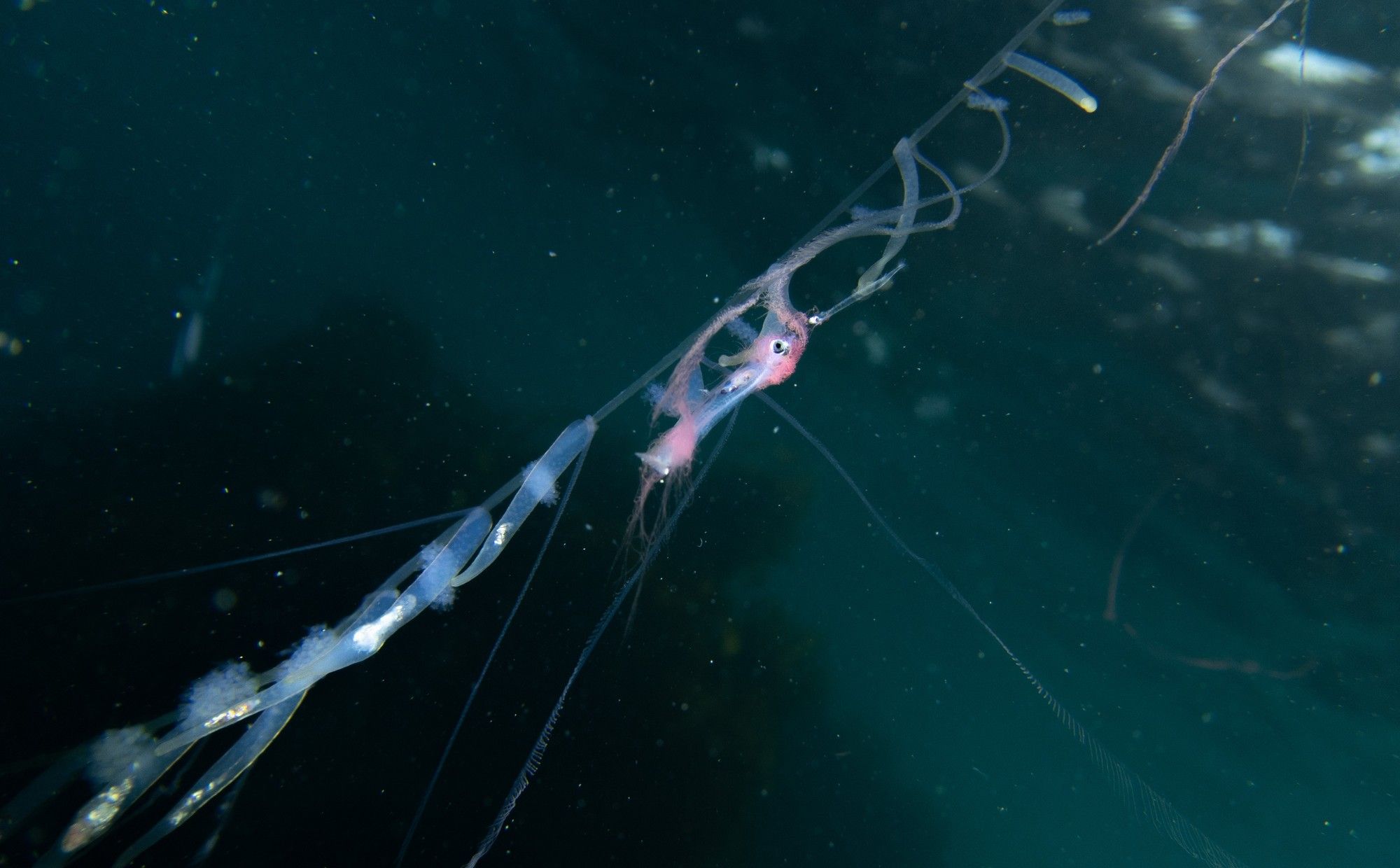 Scientists unveil the first sighting of rare organism in False Bay