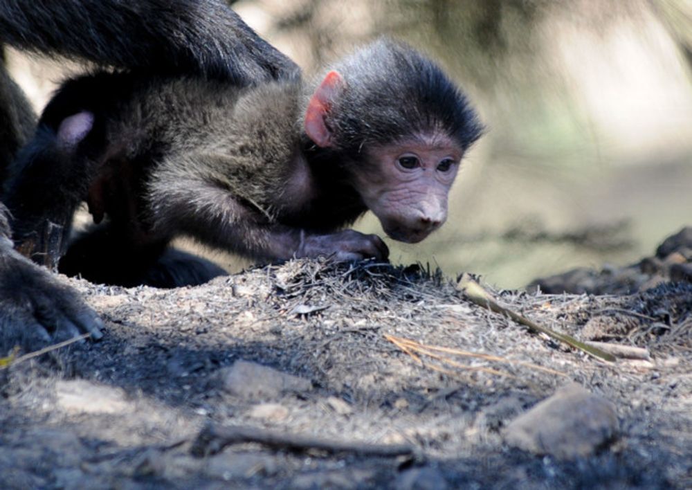CapeNature orders baboon to be put down