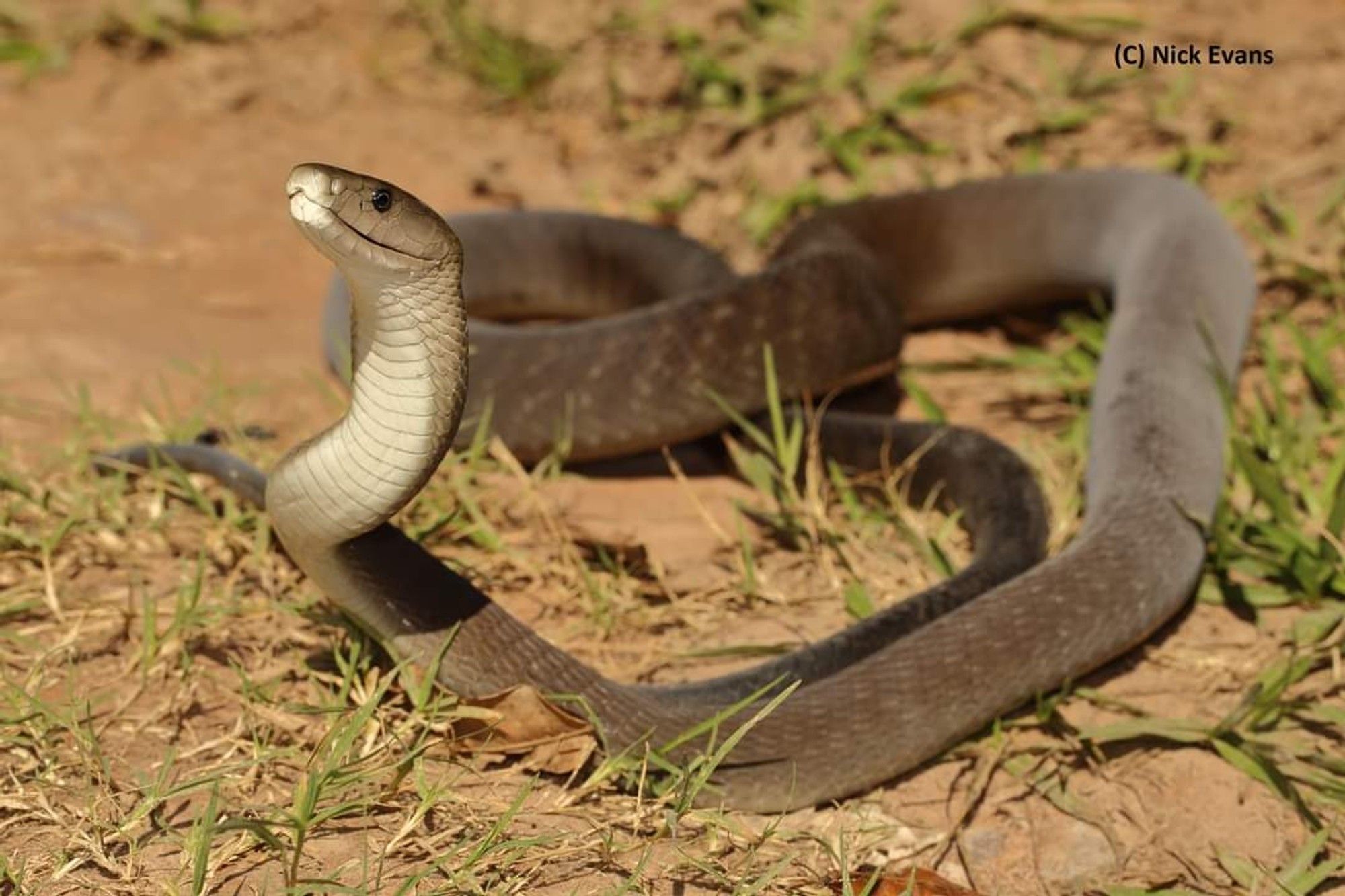 Understanding black mamba bites: insights from Durban’s snake rescuer