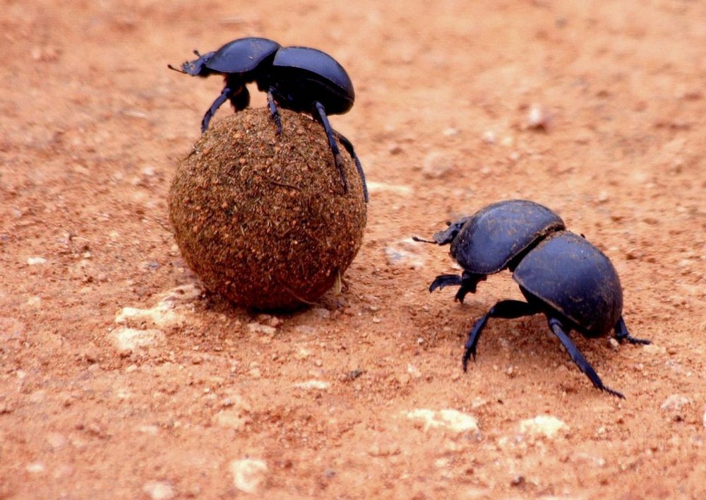 ‘Dancing’ dung beetles follow the sun