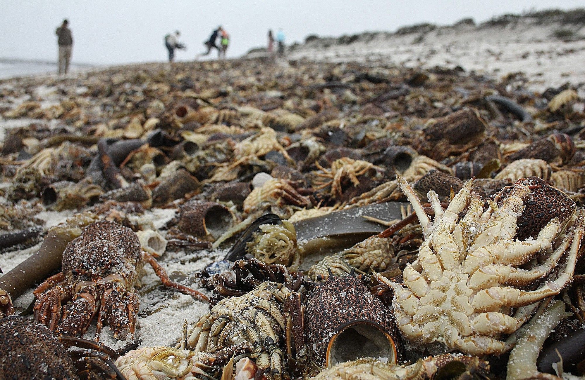 Red tide: Do not to eat the washed-out marine animals
