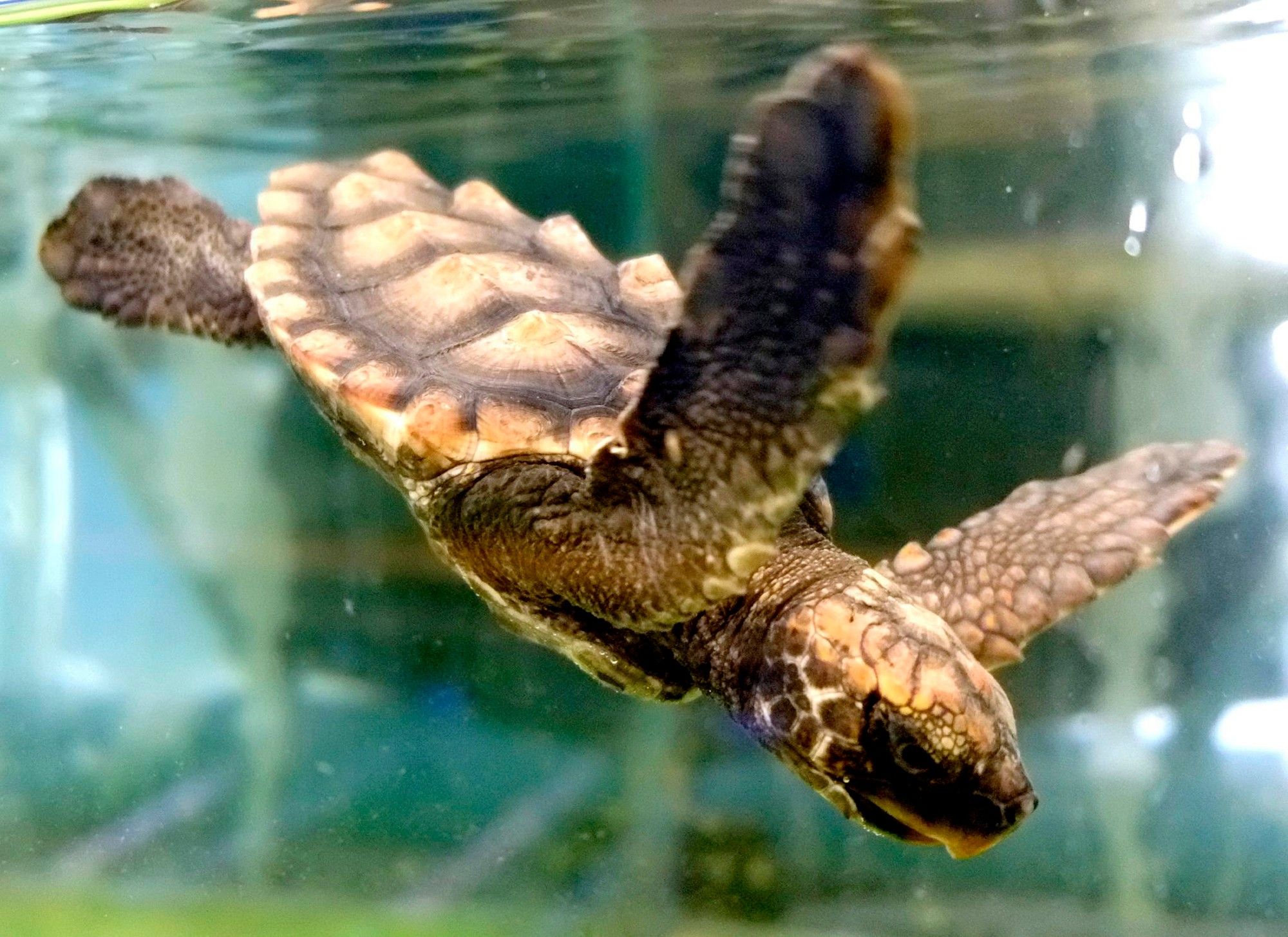 State of the art Turtle Conservation Centre by 2026 at V&A Waterfront