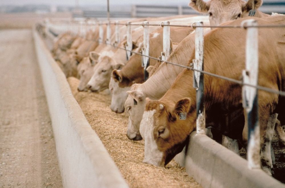 Don’t celebrate too soon: Kwanalu cautions farmers after FMD vaccine ruling