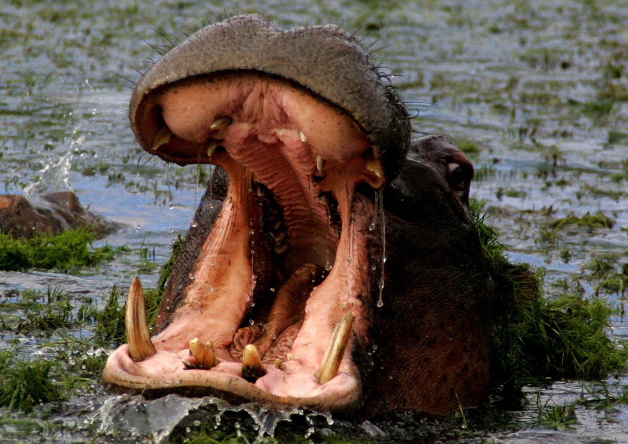 Runaway hippo ‘living it up’