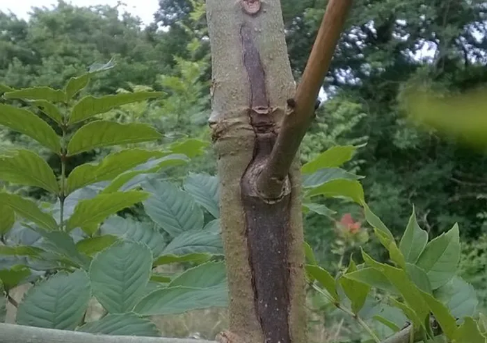 Landmark discovery to combat tree disease
