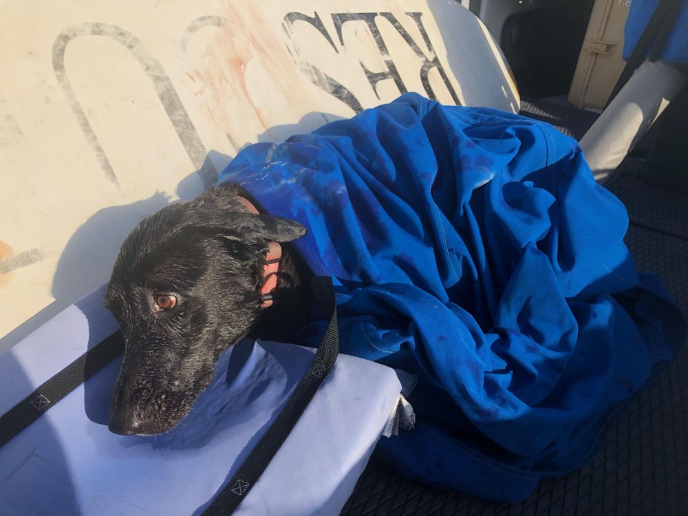 Daring lifeguard rescue saves distressed dog from rip current at beach