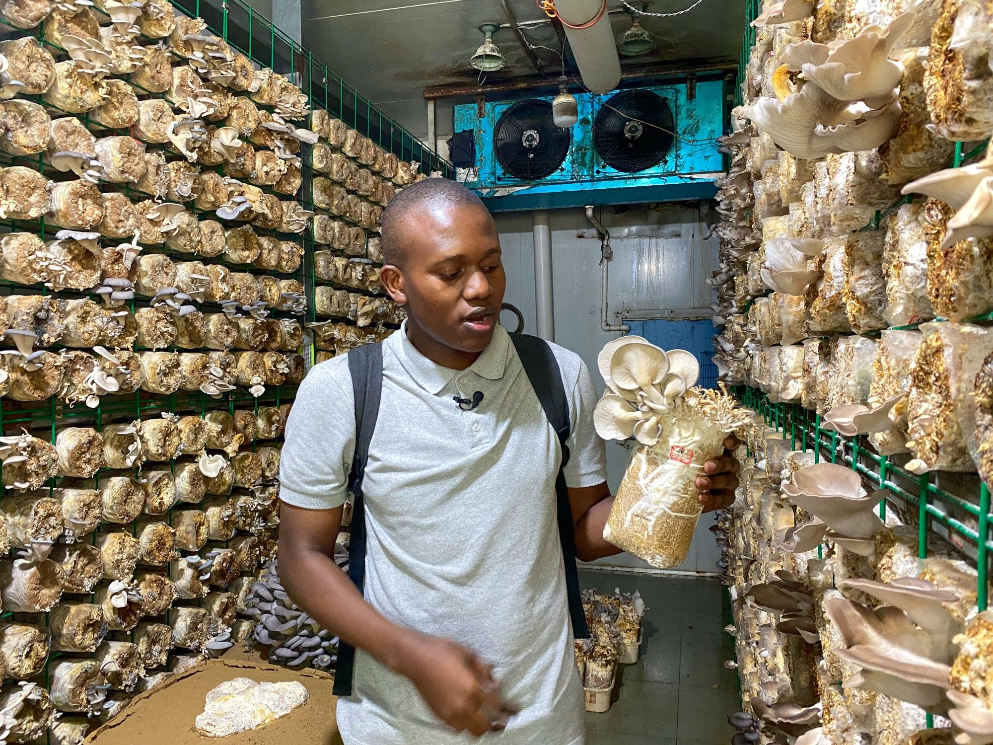 Mushroom farming with smart Chinese technology