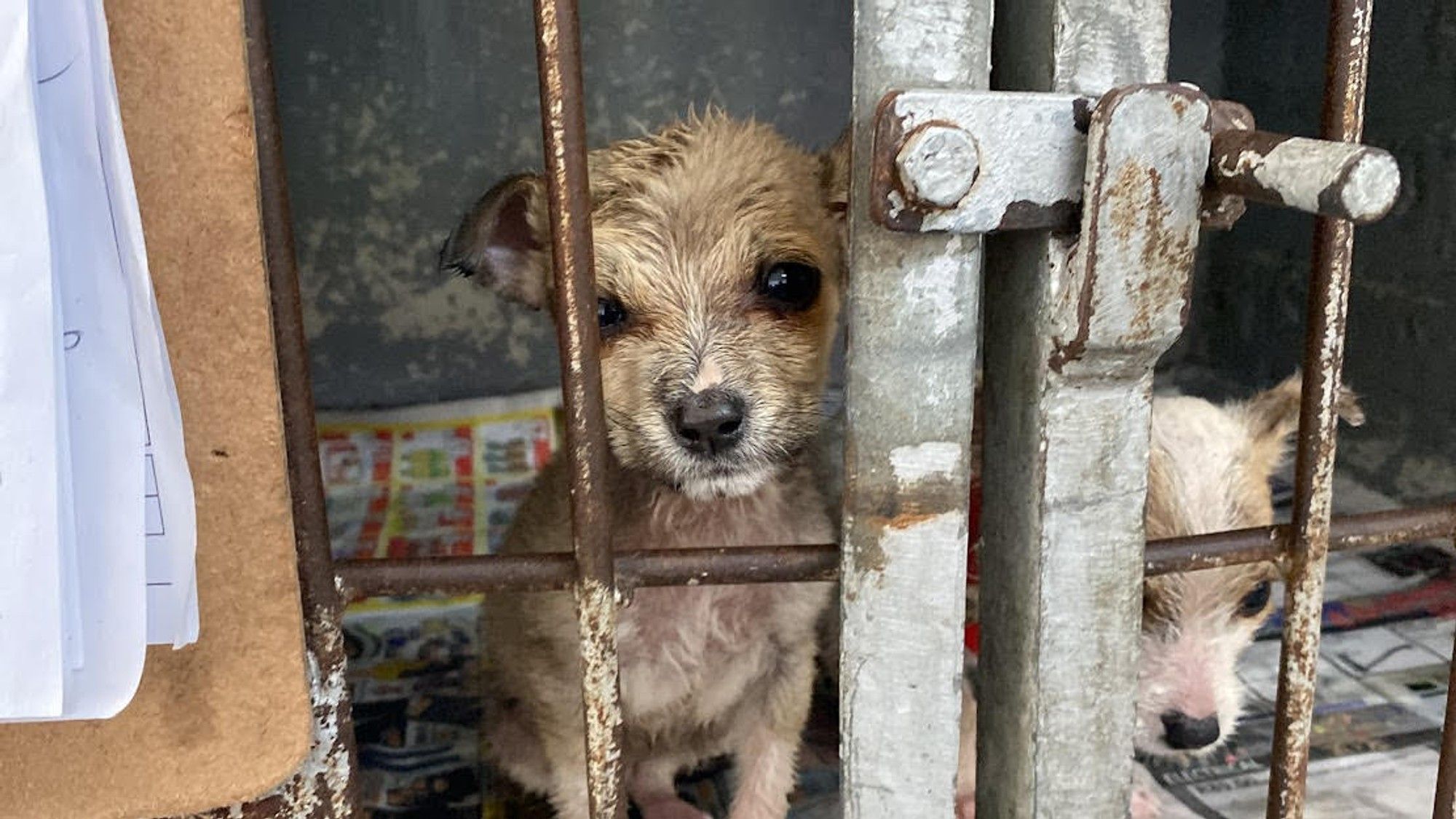 Why pet sterilisation is essential to combat animal overpopulation in ...