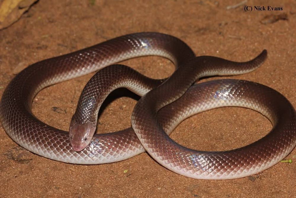 WATCH: Internet stunned by man’s unprovoked attack on snake