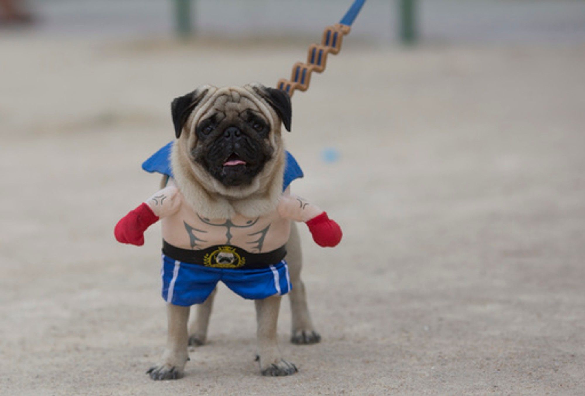 Why a pet pooch is good for your child's health