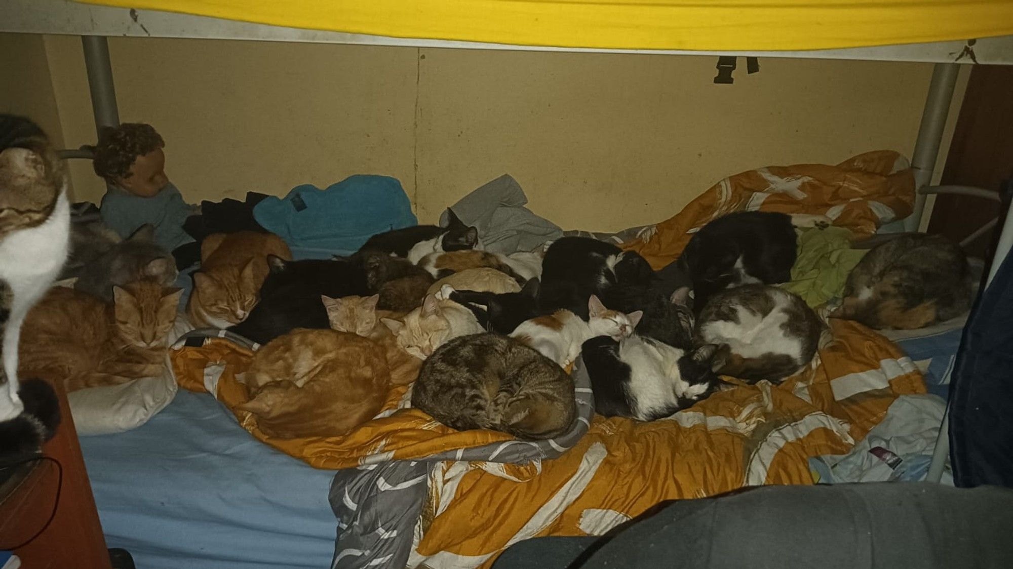 SPCA rescues 63 cats and eight rabbits from overcrowded facility