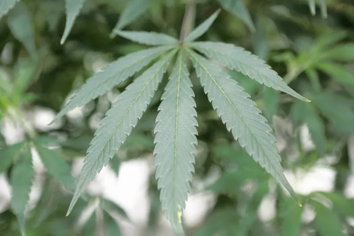 Mpumalanga cops intercept R1 million dagga consignment destined for Gauteng