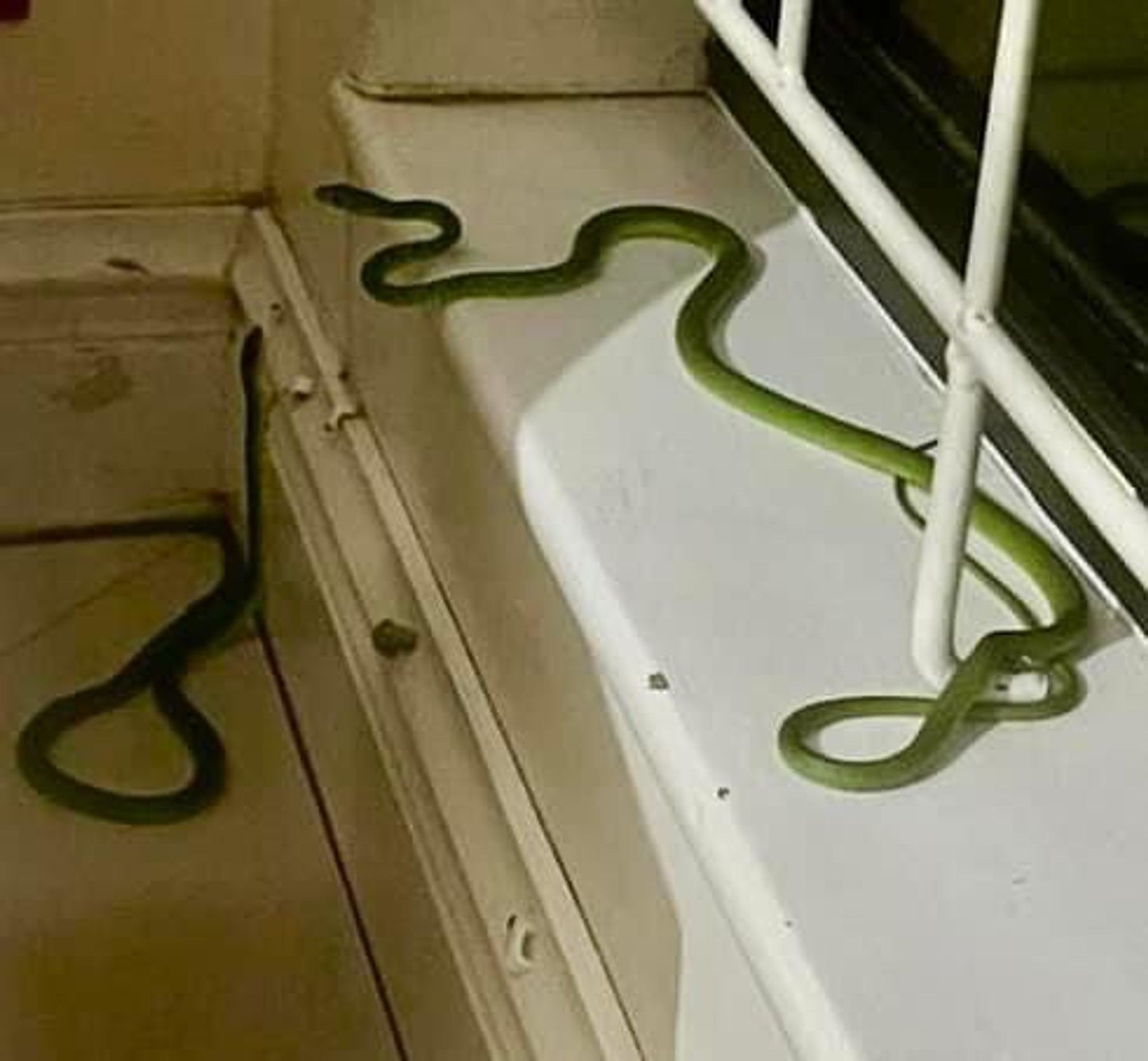 Two snakes captured inside the bedroom after entering through the ...