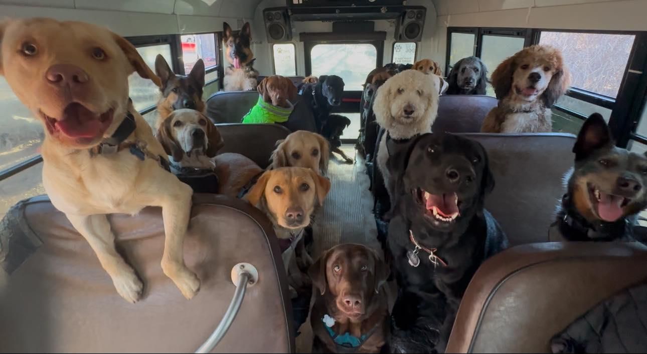 Bark and ride: The doggy bus craze that’s driving the internet wild