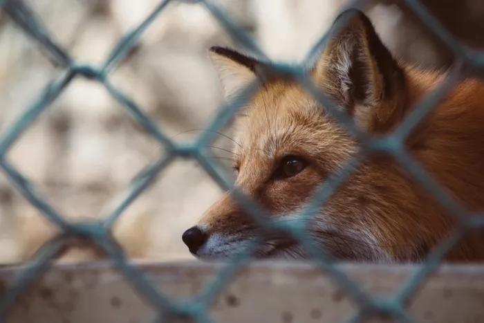 Fantastic Mr Stowaway: Fox sails from Britain to New York port