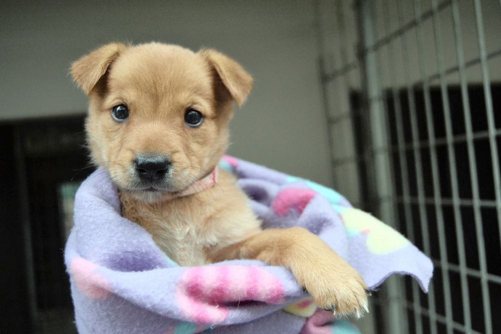 Tips for adopting an animal from a shelter