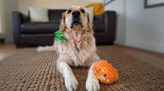 Meet the therapy dog helping South African children feel safe