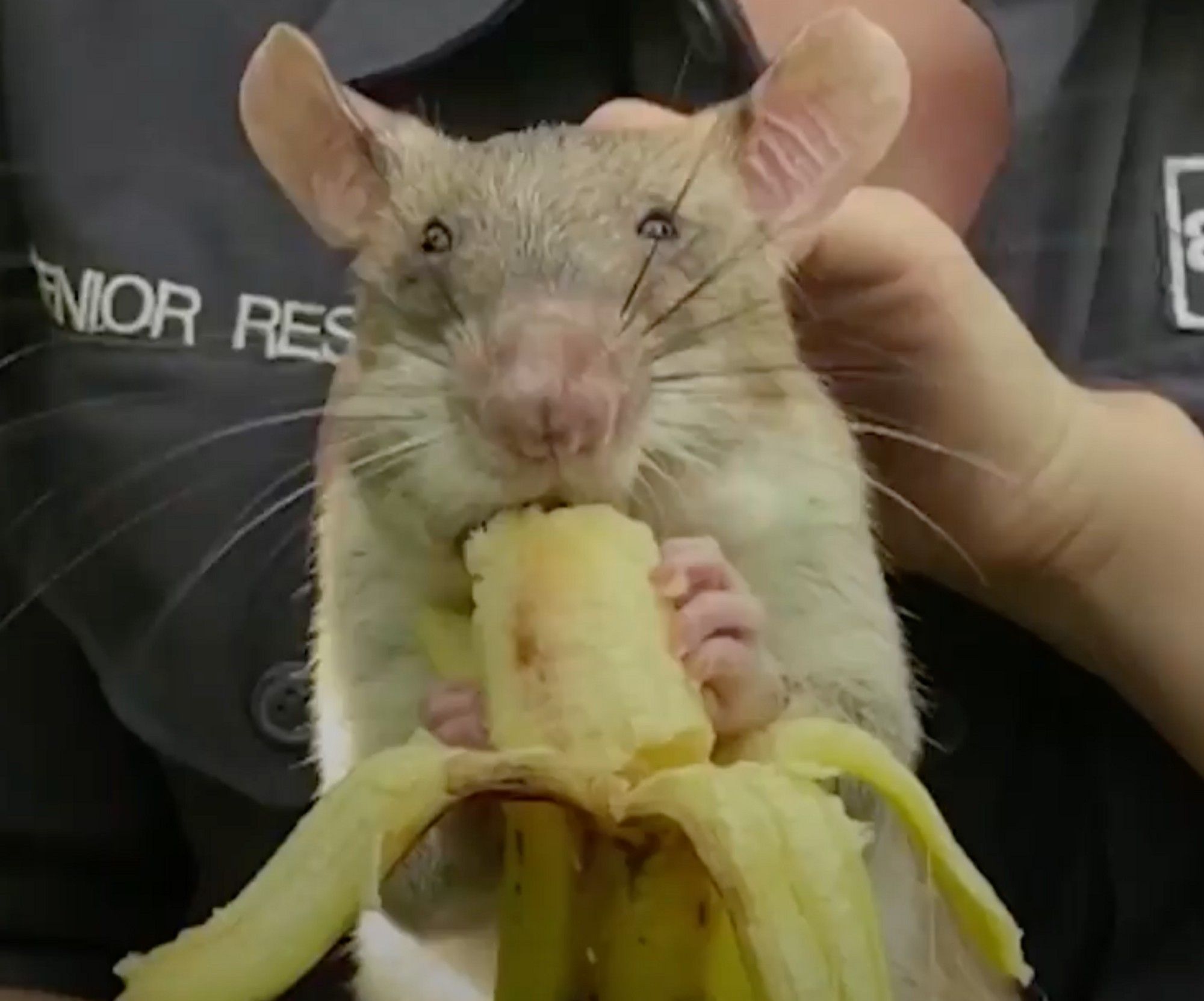WATCH: Trained rats with hi-tech backpacks could save your life in a ...