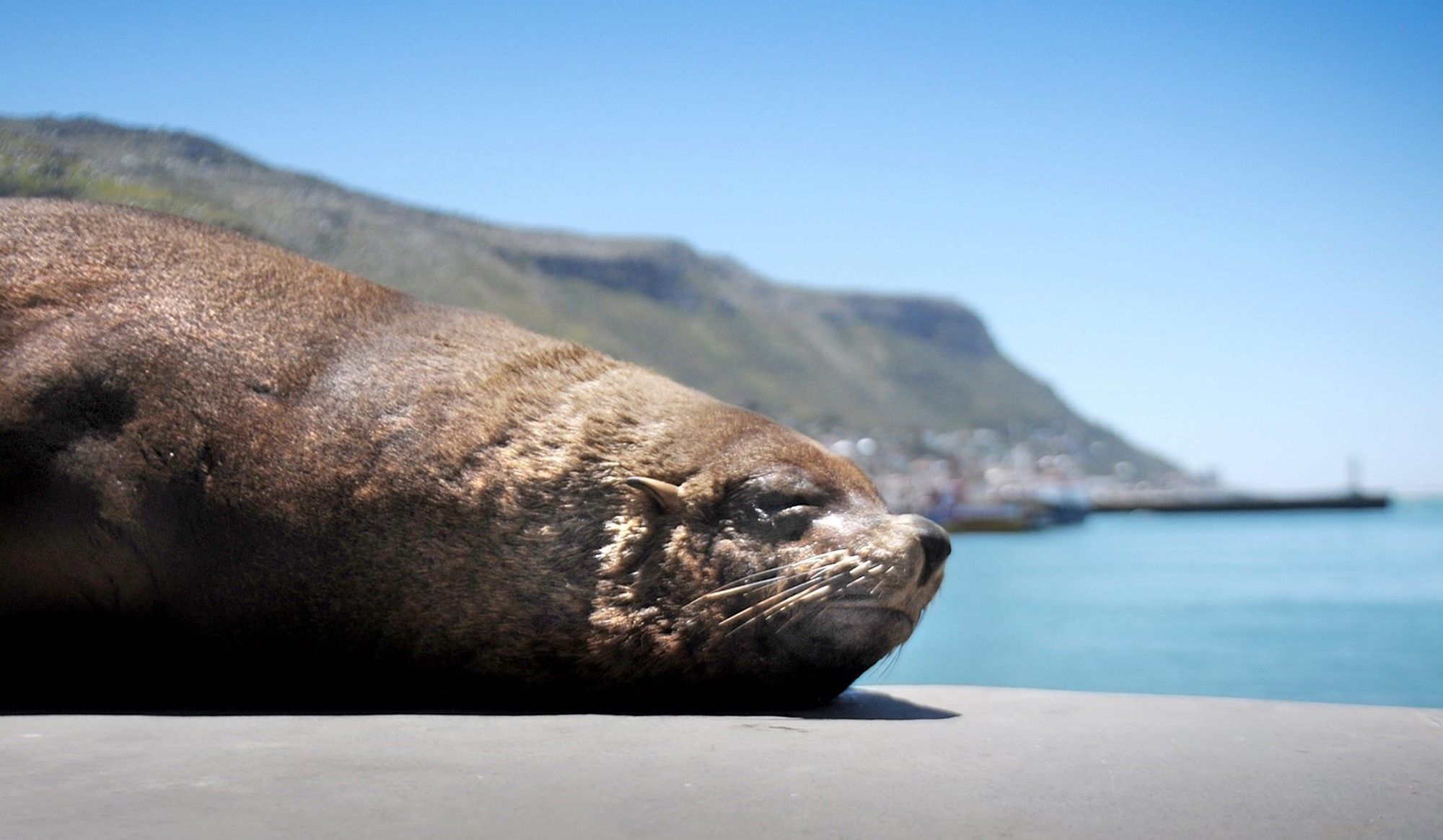 Leave the seals alone! Anger over increase of Cape fur seal harassment ...