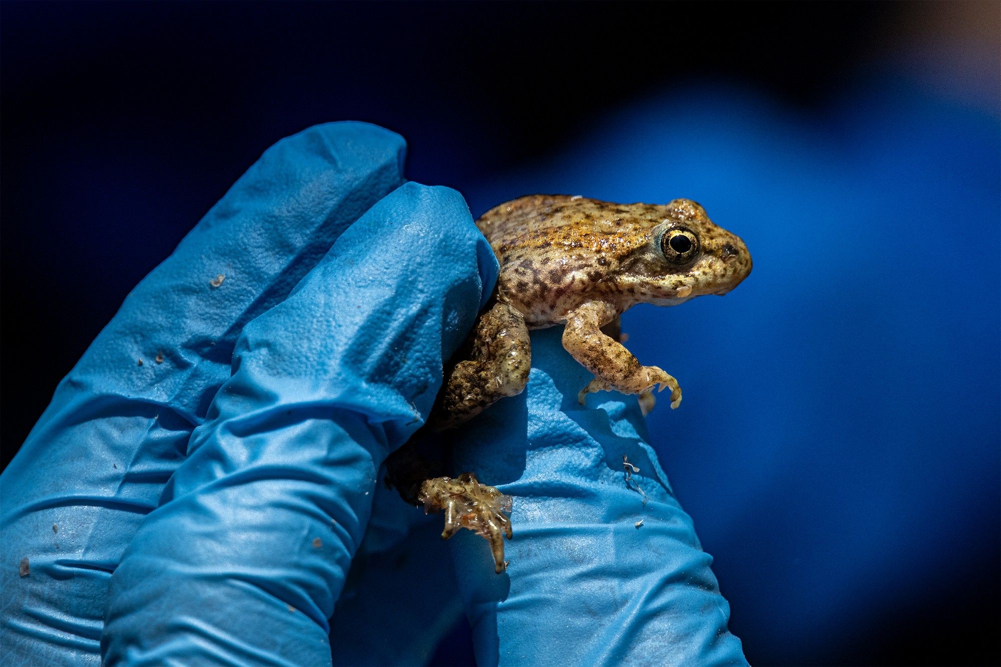 Zoos bid to save endangered frogs from extinction