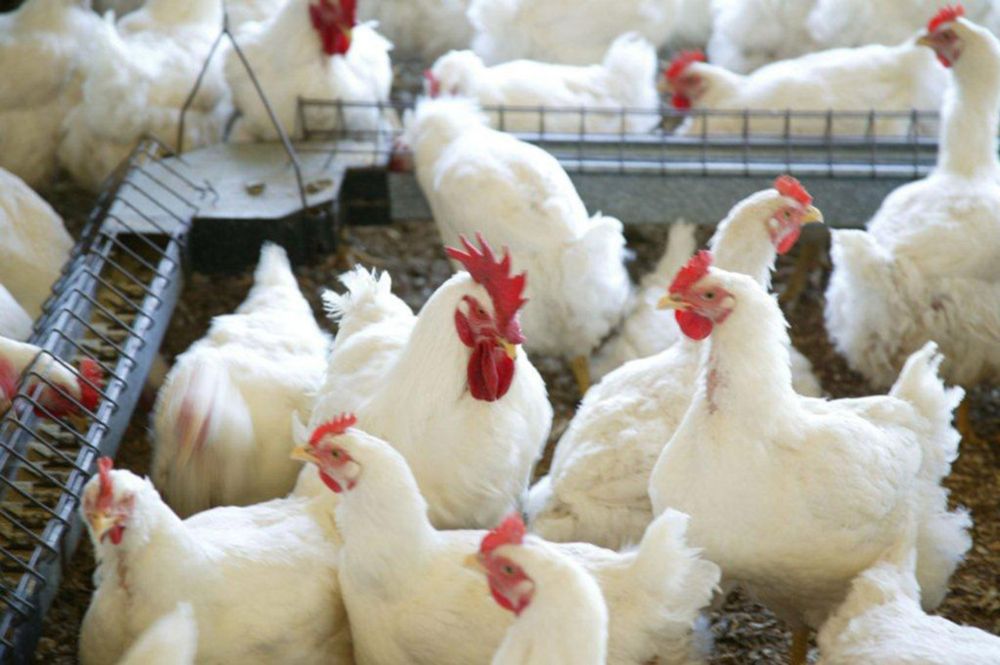 Poultry firms ask tribunal to set aside case