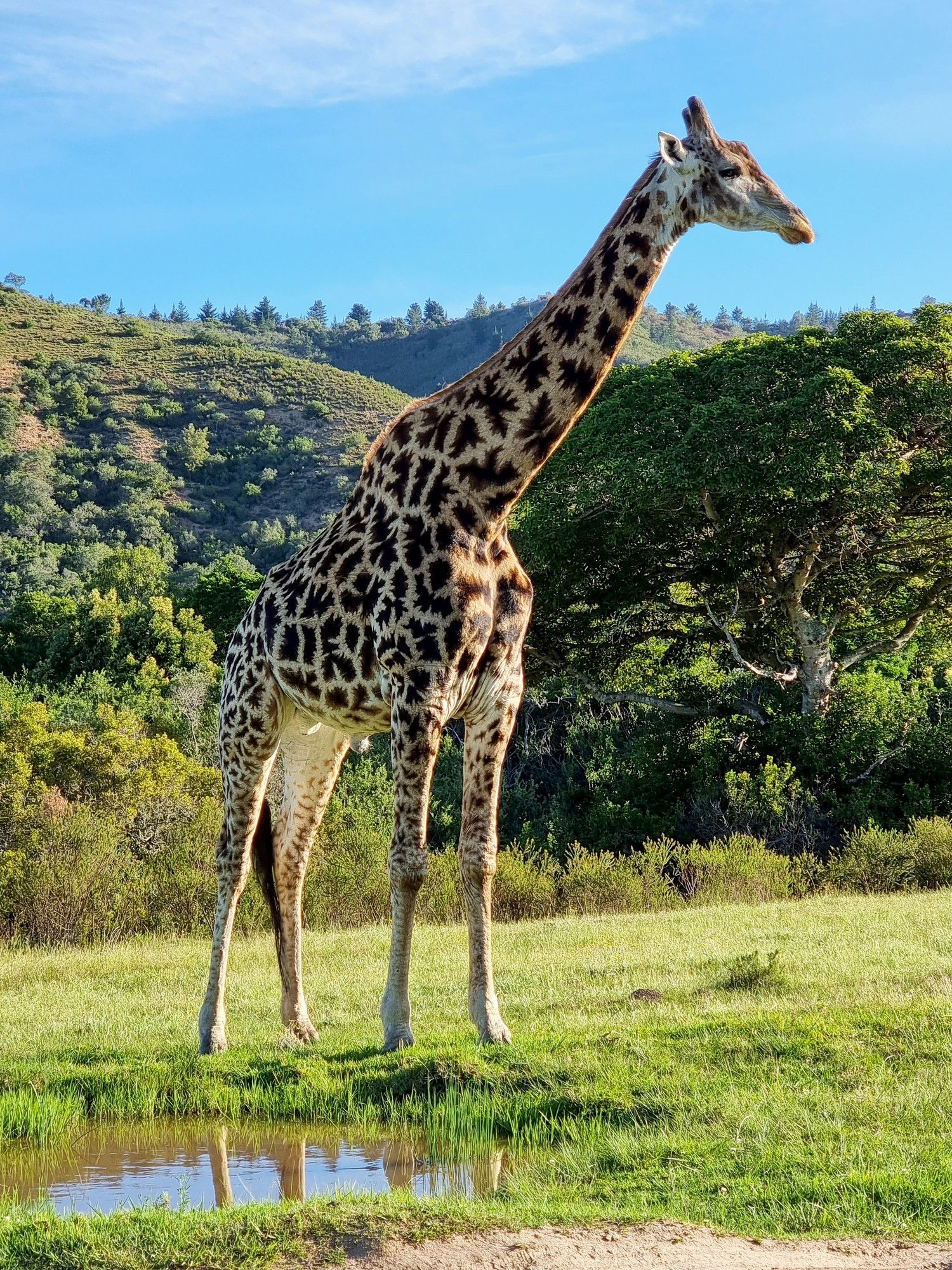 The Great Rift Valley: a divisive force impacting the Masai Giraffes