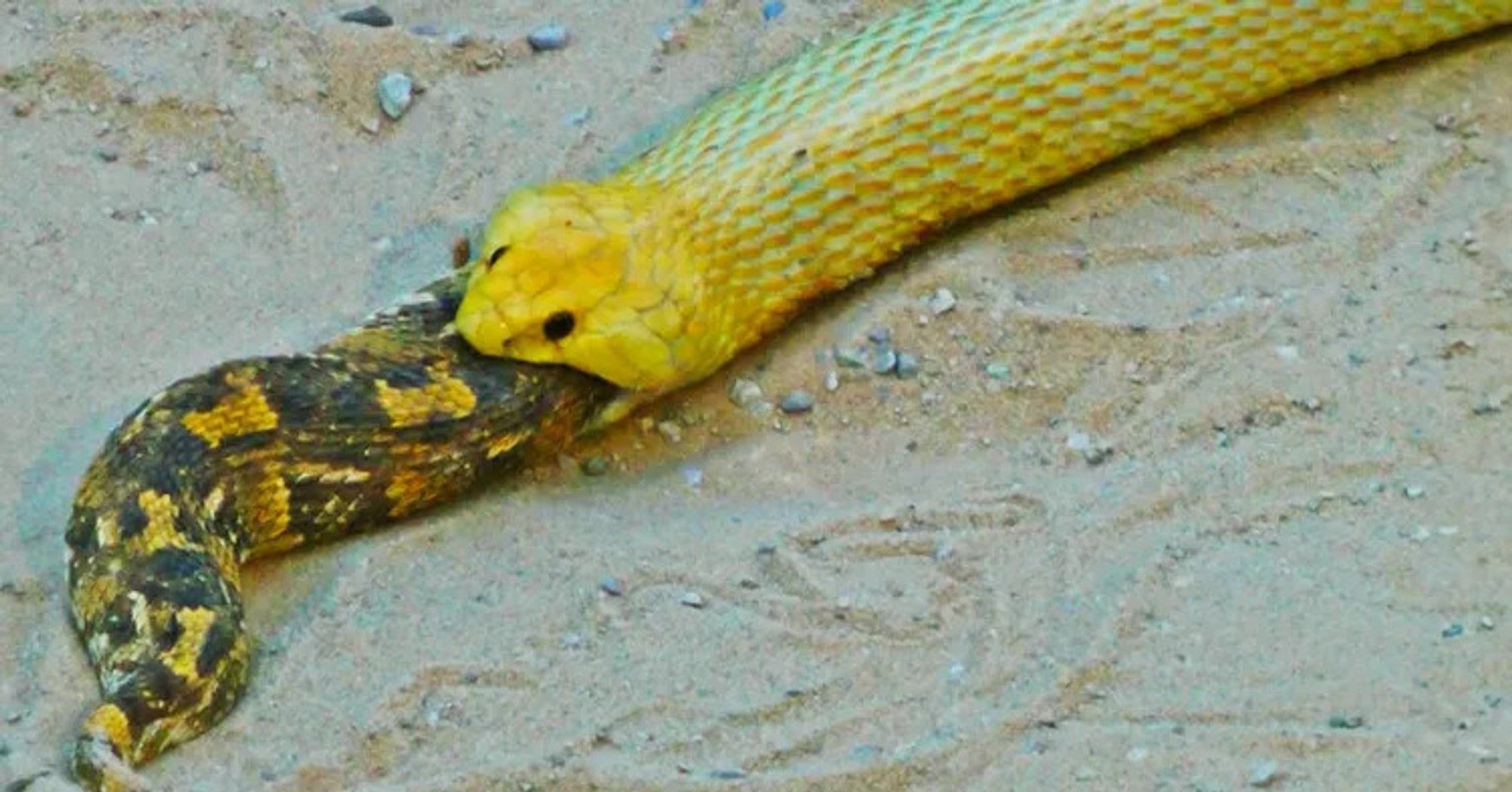 Snake showdown: Cape cobra devours puff adder at Langebaan Lagoon