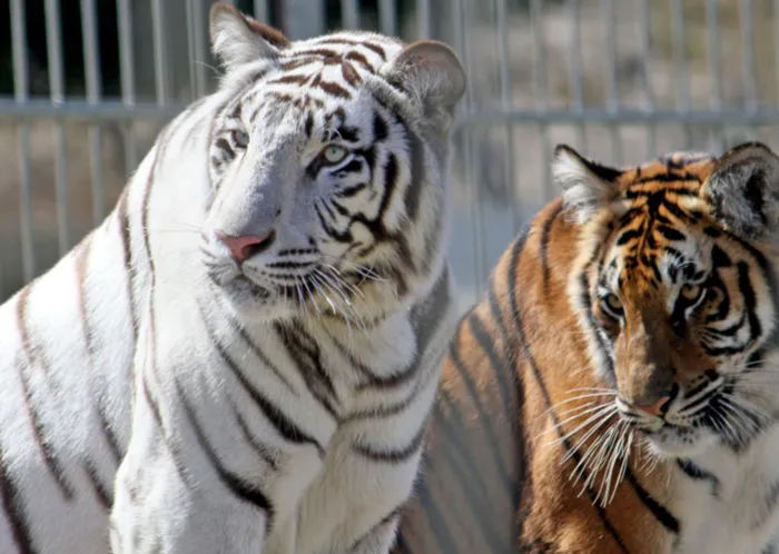 Claws out over circus animals
