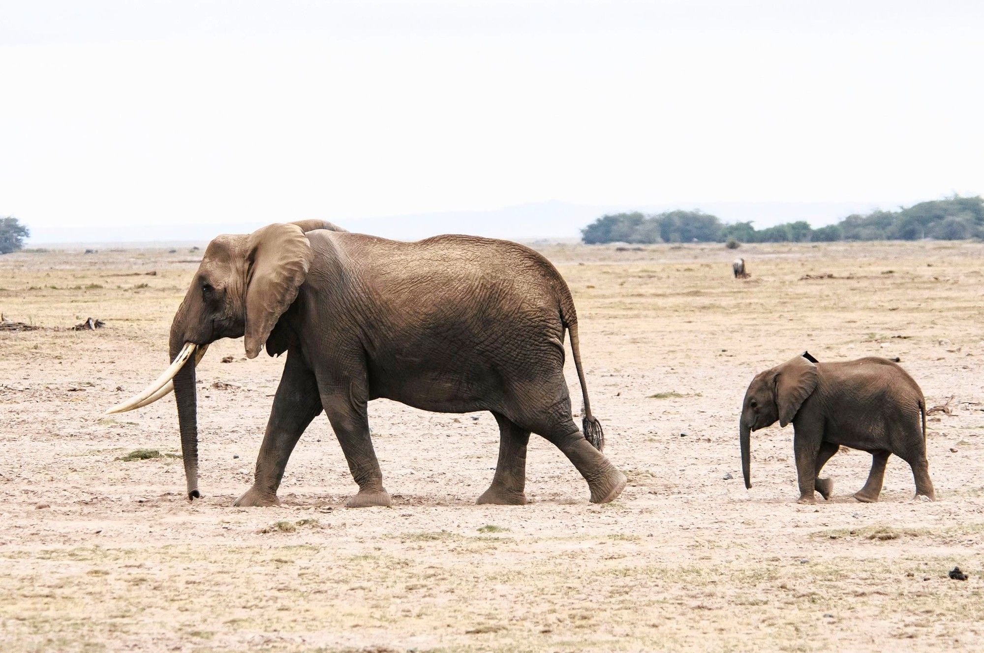 Amarula removes iconic elephant off its labels for conservation awareness