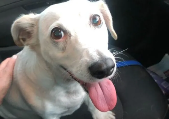 Table Mountain hiker pays R500 ransom after dog kidnapping ordeal