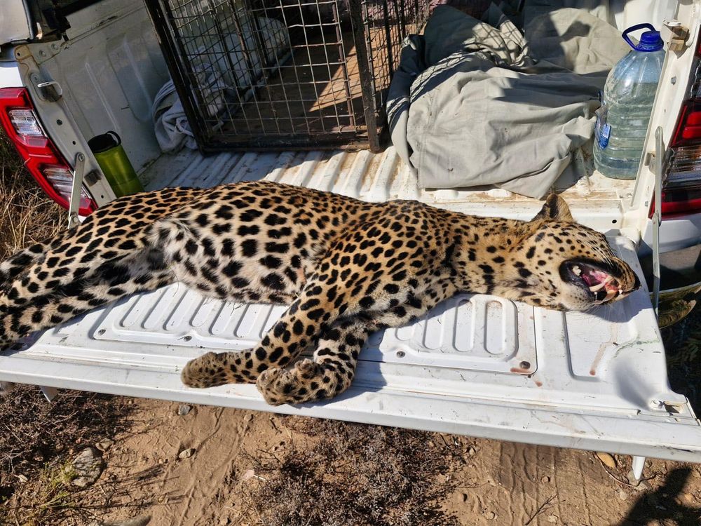 Leopard electrocuted on Eskom power line near Worcester