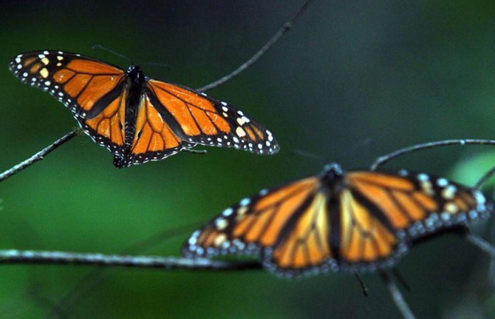 Nature's flutter of love