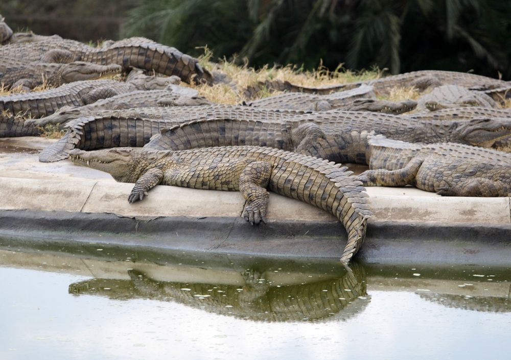 Croc breeding and gold mining make an 'unusual pairing'