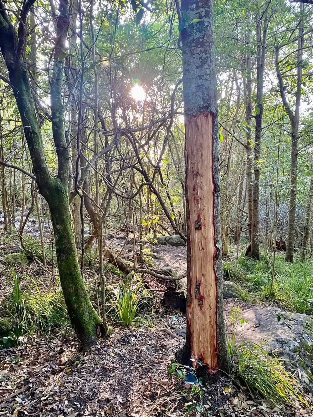 Call for SANParks to take action against bark-stripping and poaching on ...